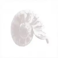 The Shell Collector - Medusa - Metal Temple Magazine